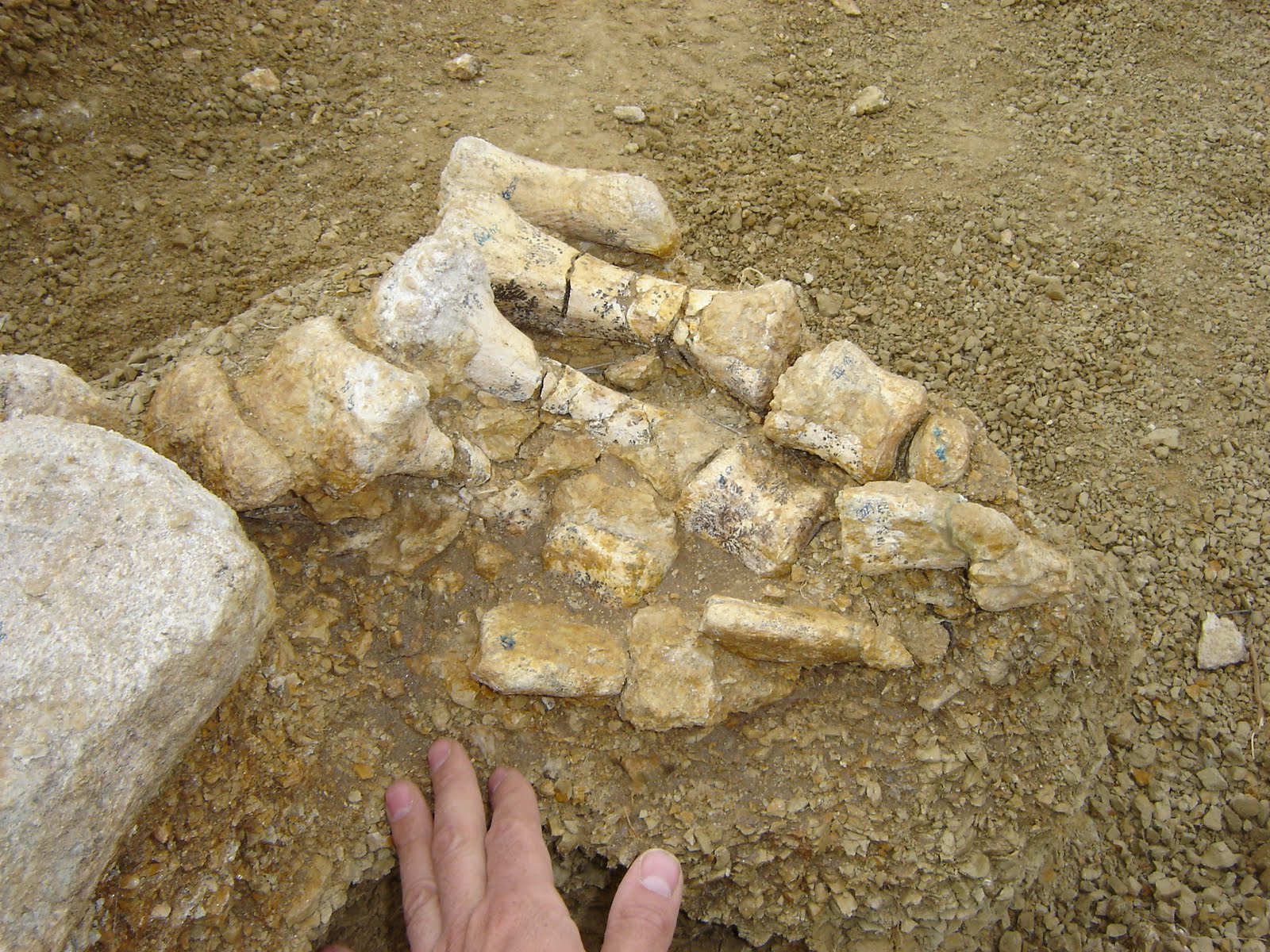 Sauropod Dinosaurs: The amazing titanosaurs