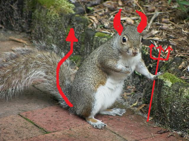 Evil Squirrel
