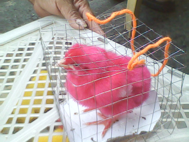 The Quack Chef: Sisiw