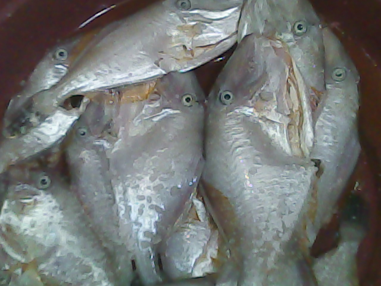 The Quack Chef: Burlesk Fish