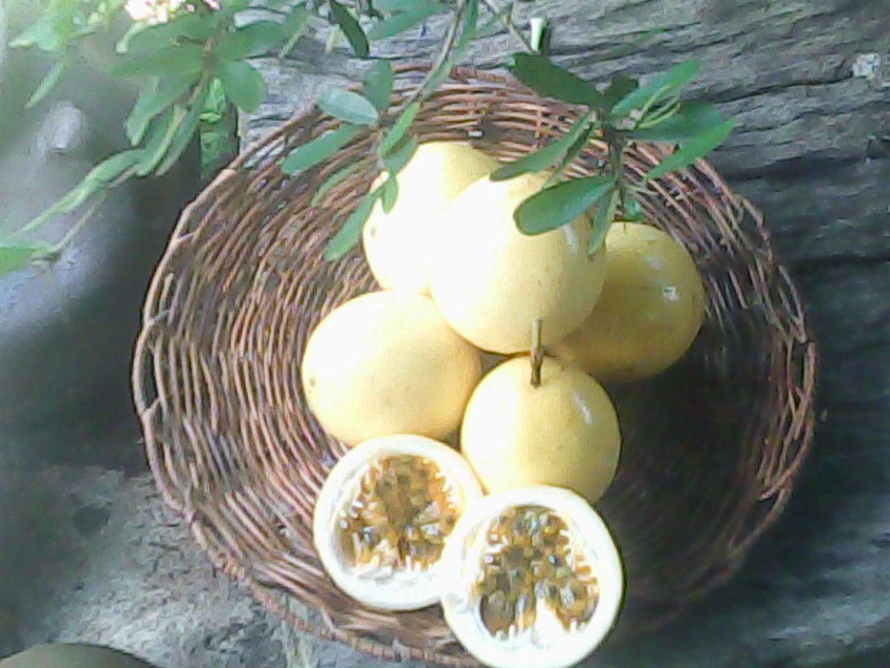 The Quack Chef: The Fruit of Passion