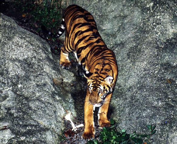 Prolonging me : Time To Speak UP !!: WWF Launches Save The Tiger Campaign