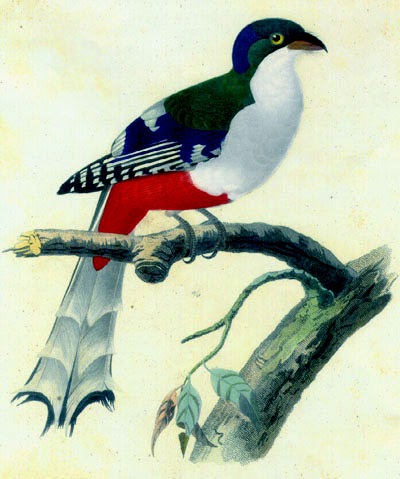 Cuba Journal: An artistic representation of El Tocororo