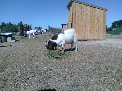 Twister Alley Ranch: Photos of the Ranch!