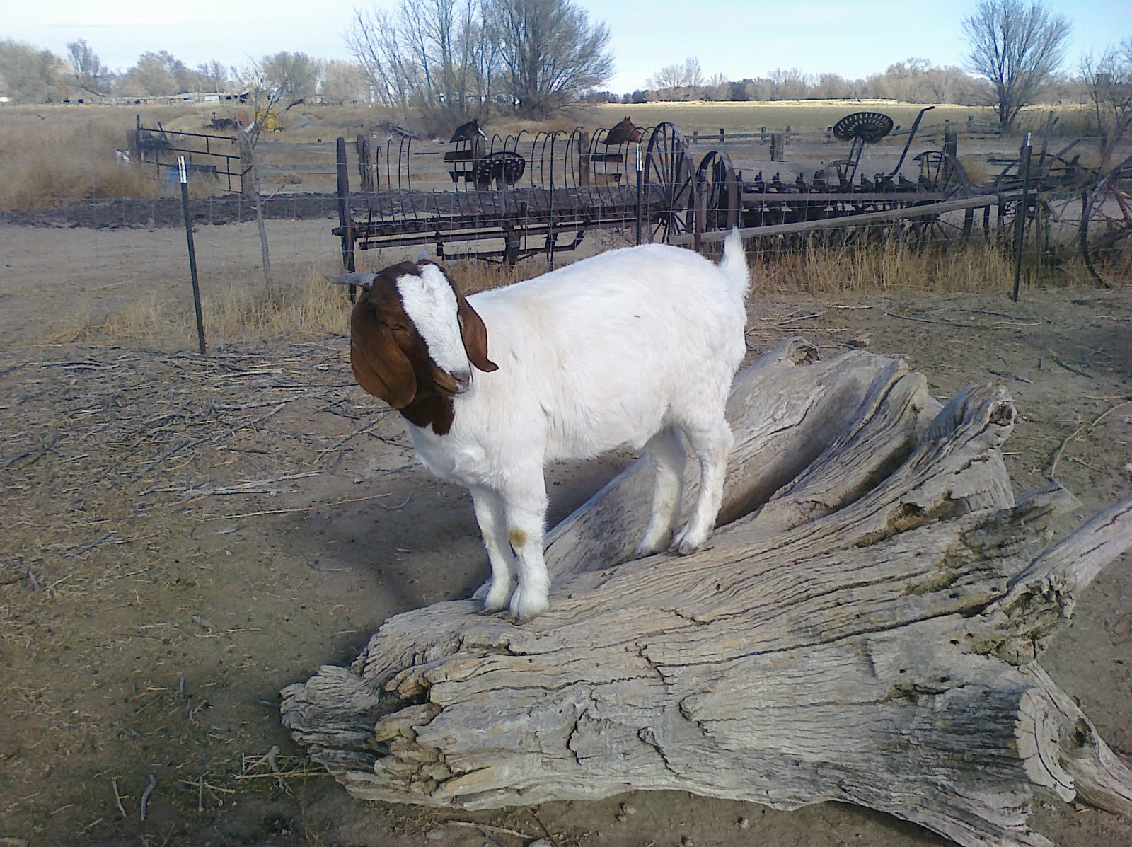 Twister Alley Ranch: Photos of the Ranch!