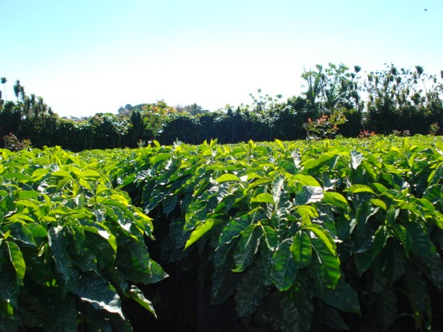 Coffee Origins: Coffee Tree Life Cycle