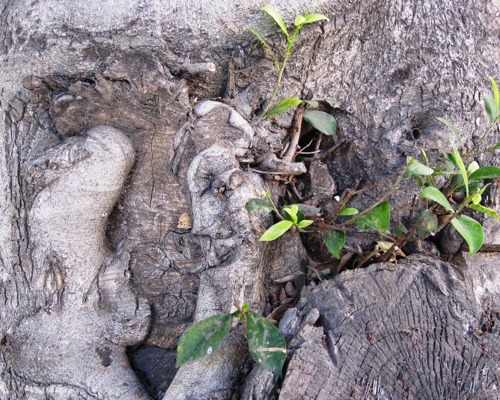 Bible Blog Your Life : Genesis 2: Tree of Renewed Life