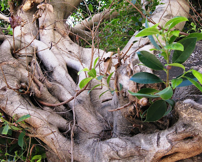 Bible Blog Your Life : Genesis 2: Tree of Renewed Life