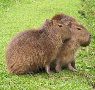 blog de opinion xD: el chiguiro