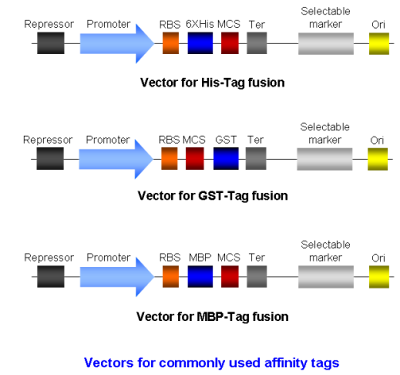 MolecularHUB: Three commonly used affinity tags for protein purification