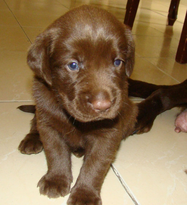 Mi labrador Feliz: Mi labrador feliz