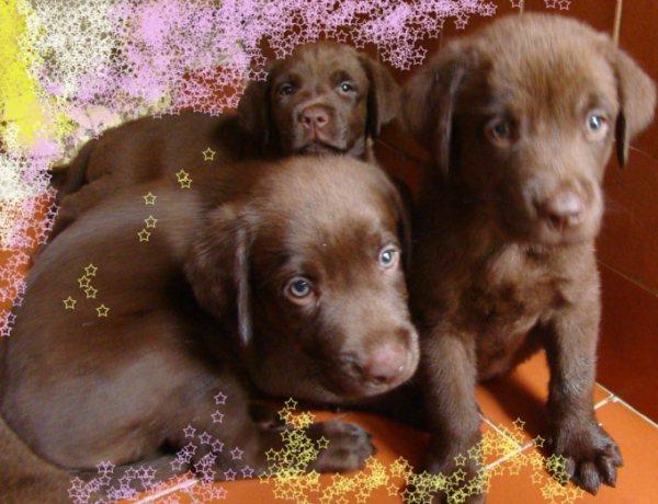 Perro labradores bebés - Imagui
