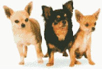 cute-chihuahua-dogs: Chihuahua dog History