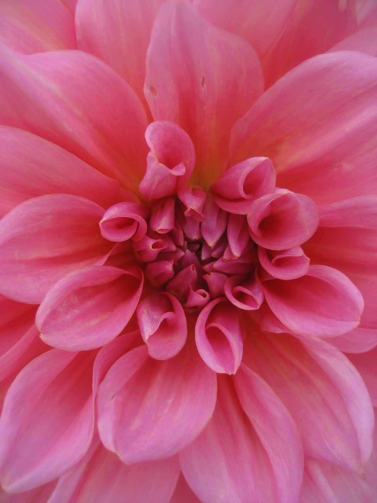 52 FLEA: Pink Ruffled Dahlias