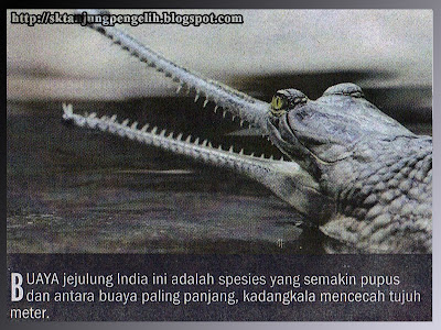 layarminda2: Haiwan Pelik Di Dunia