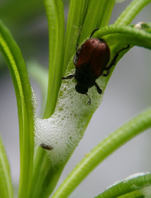 My Garden: Spit drinking Beetle