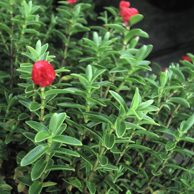 Hélènie: Myrthe, myrte, la myrte, le myrte, "Myrthes fleuries"