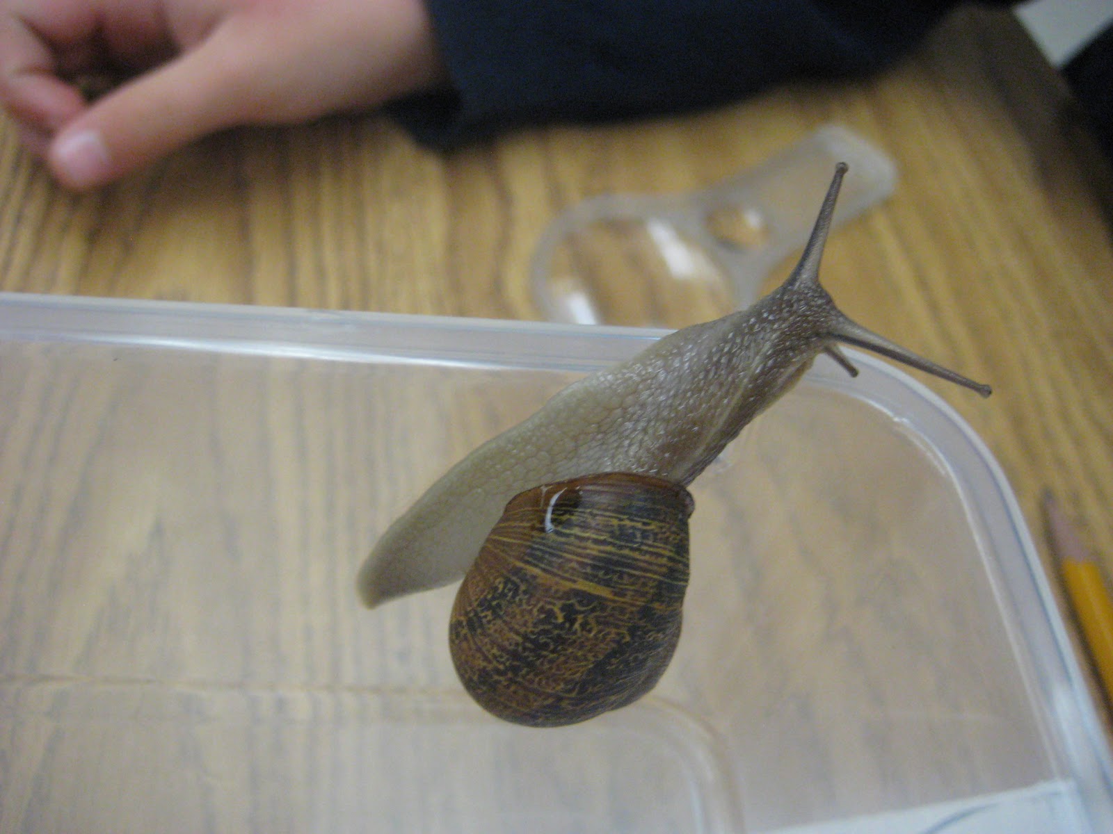 Finally in First: Live Snail Lab!