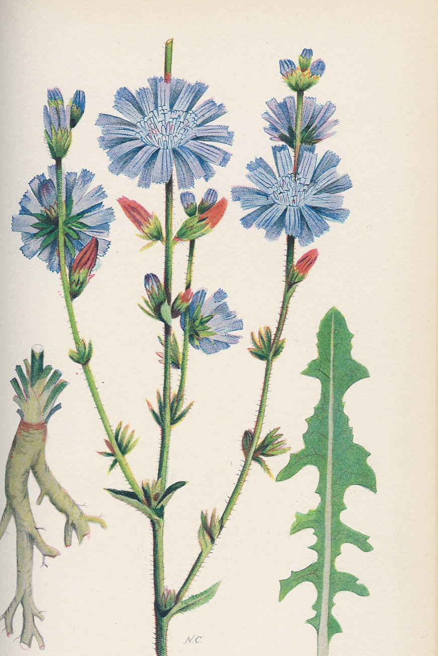 live green...naturally!: The Chicory Coffee Capitol of America