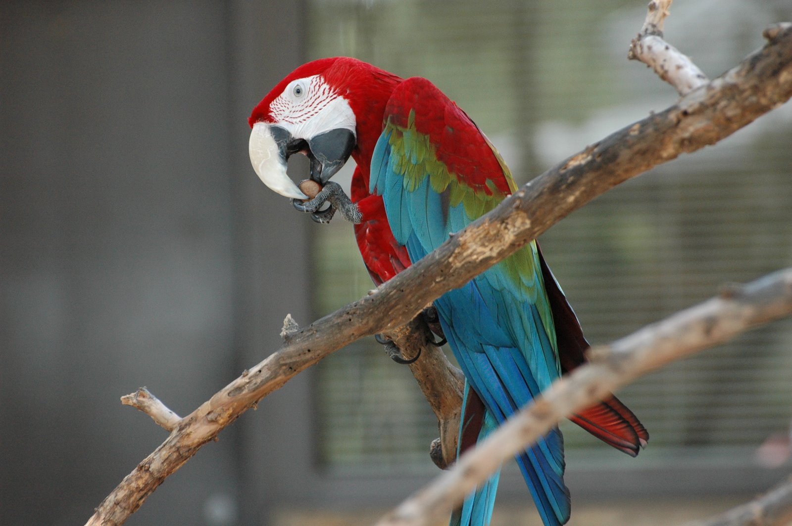 Kim Samuels: Parrots in Dallas