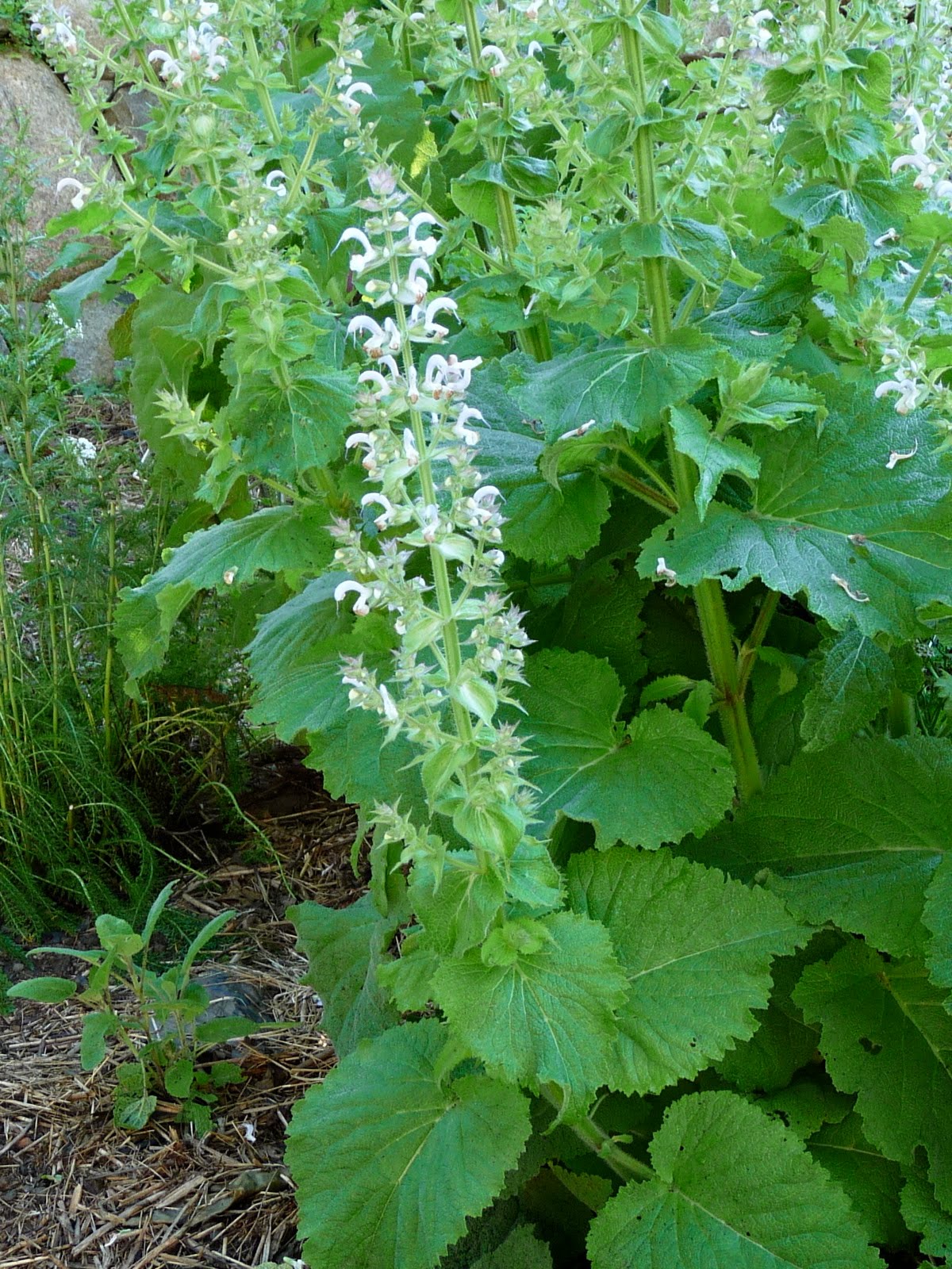 Annisquam Herb Farm: Clary sage