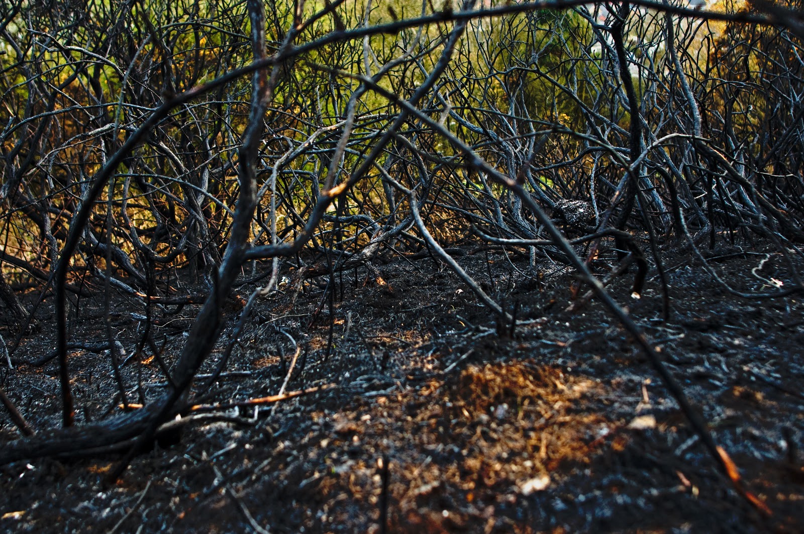 Neil Derrett Photography: Burnt Out - Alien