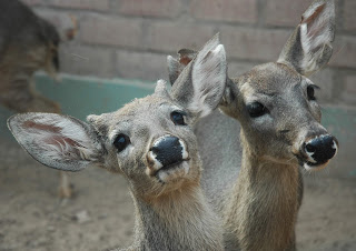 fotos_luisborja: TIERNOS VENADOS