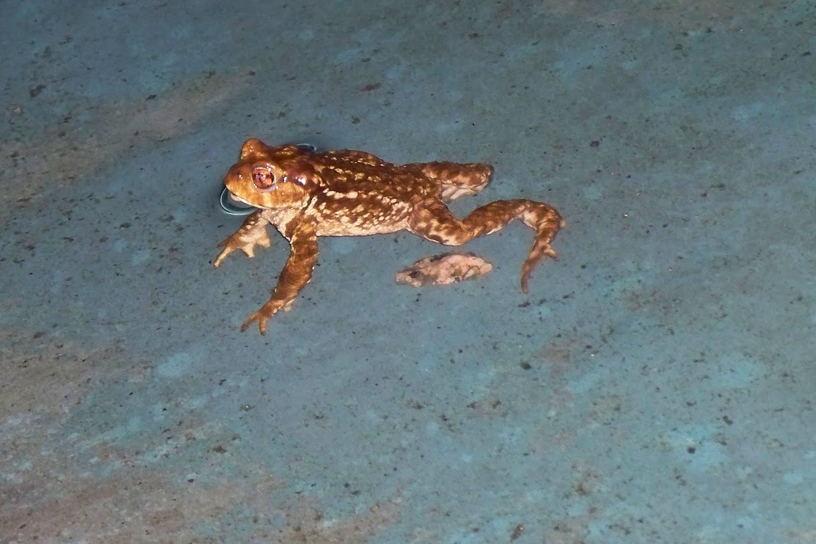 Triple Enfoque: 16 abr. 2010