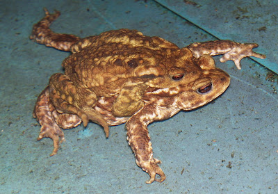 Triple Enfoque: Naturaleza del CUVI: Episodio 2 "El ciclo de la vida"