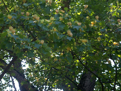Imagini din Valeni: Arborele de lalea din Valeni