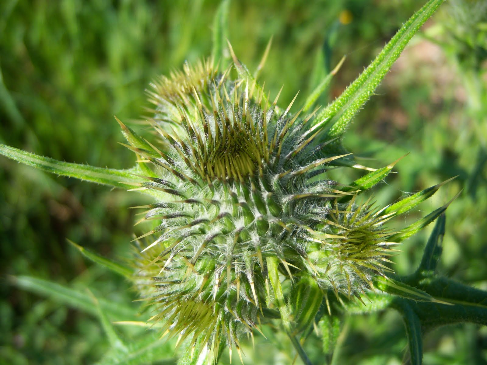 CARDO BLANCO - BOTÀNIC SERRAT