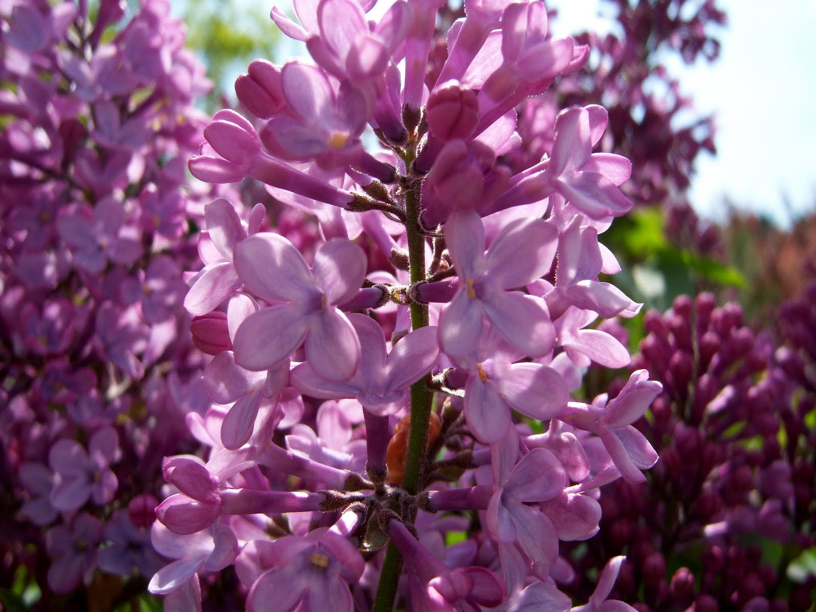 LILO - BOTÀNIC SERRAT