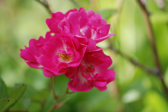 Rosas miniatura - BOTÀNIC SERRAT