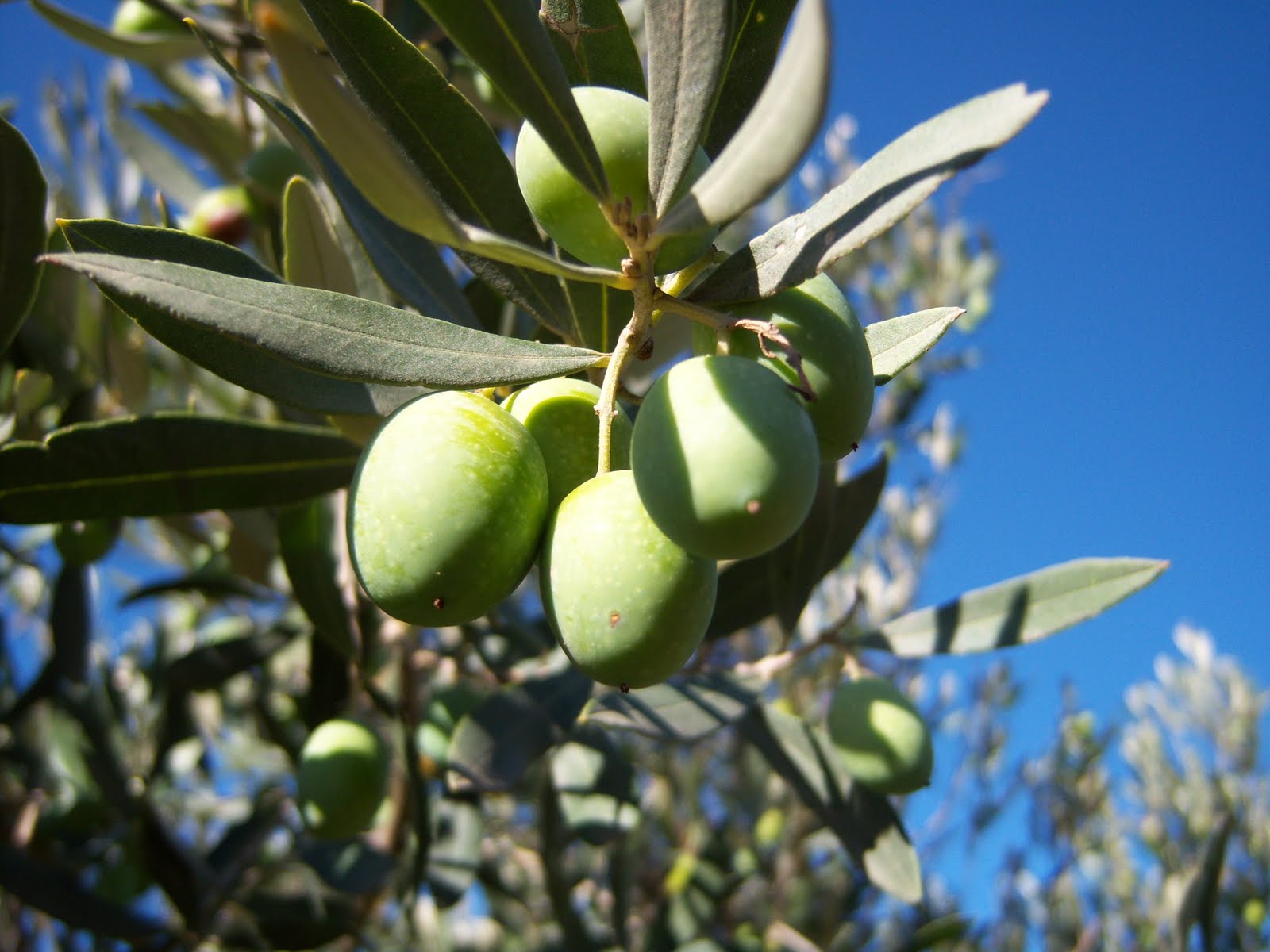 OLIVAS - BOTÀNIC SERRAT