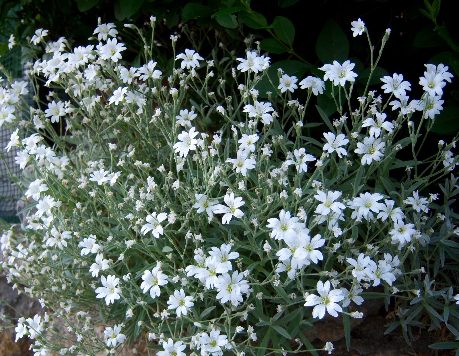 OREJA DE RATON - BOTÀNIC SERRAT