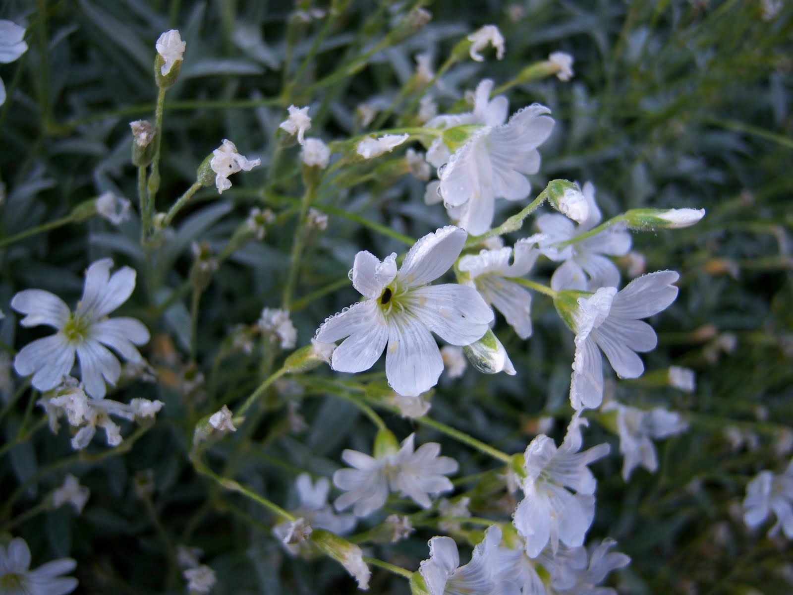 OREJA DE RATON - BOTÀNIC SERRAT