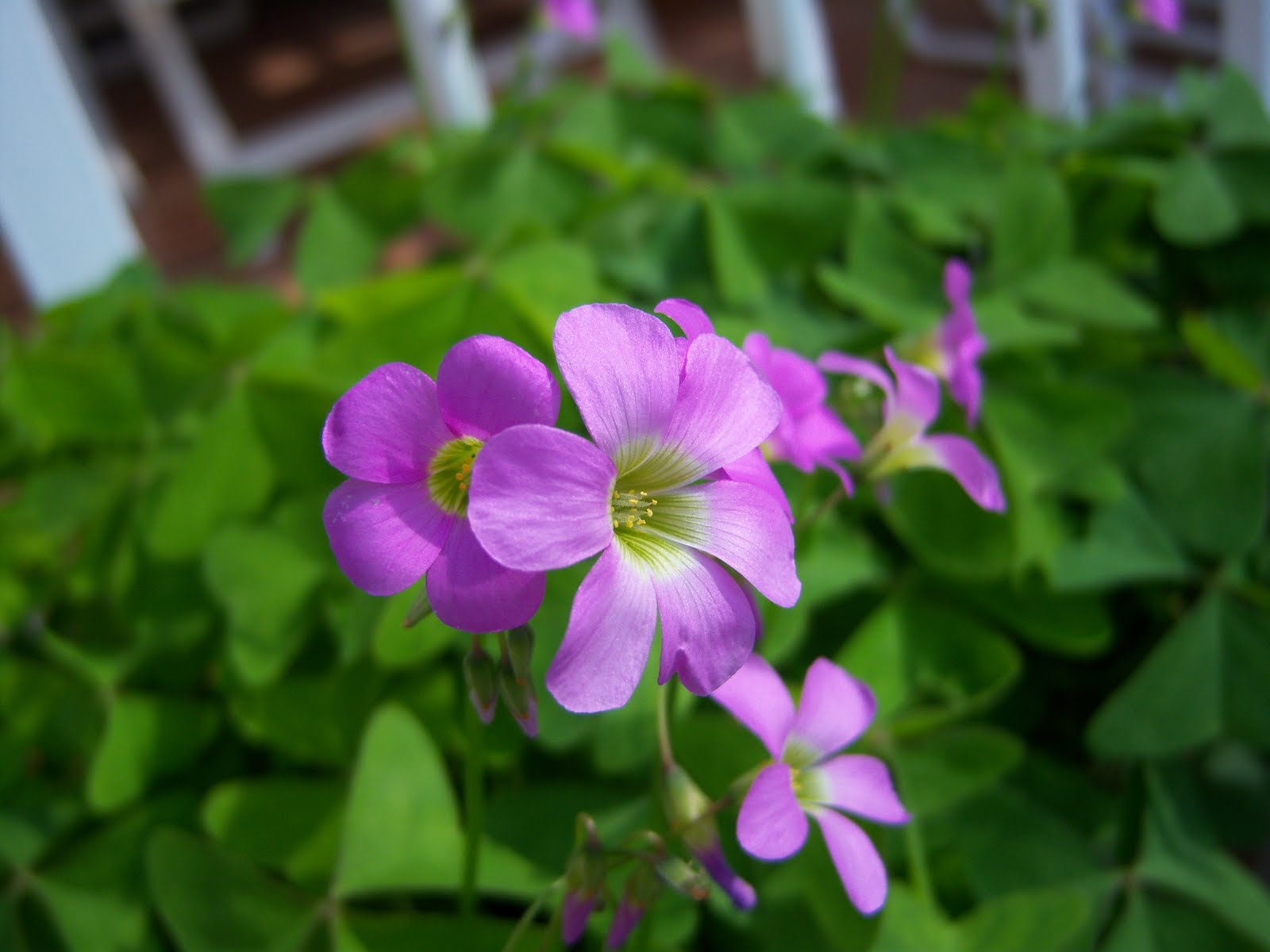 ALELUYA - BOTÀNIC SERRAT