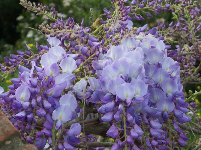 GLICINIA - BOTÀNIC SERRAT