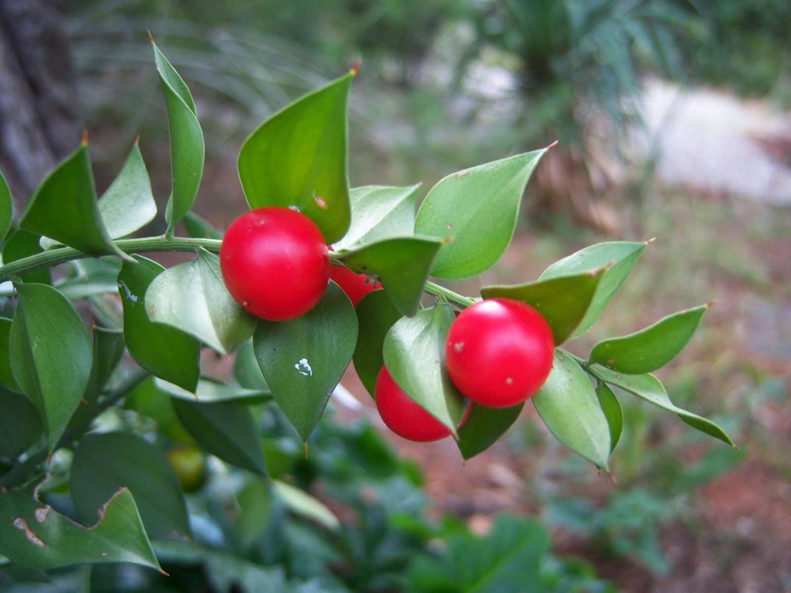 RUSCO, previsión del tiempo - BOTÀNIC SERRAT