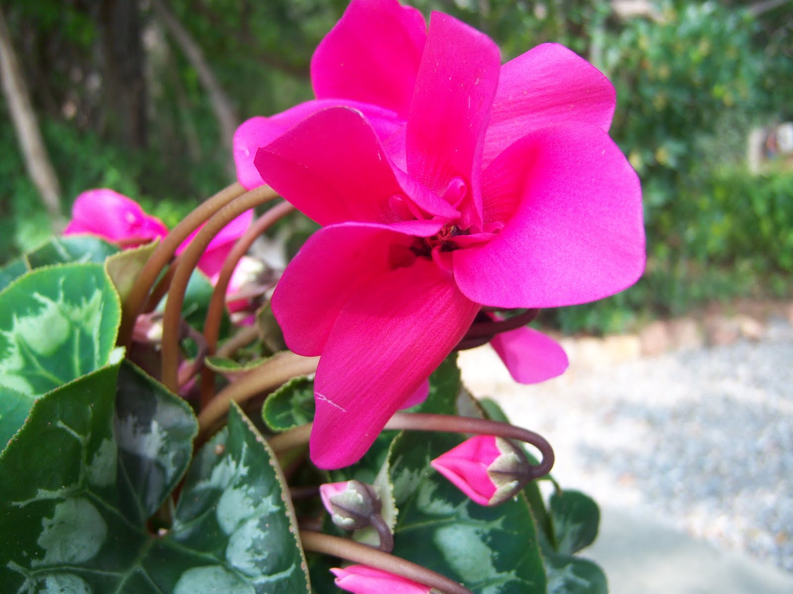 CICLAMEN - BOTÀNIC SERRAT