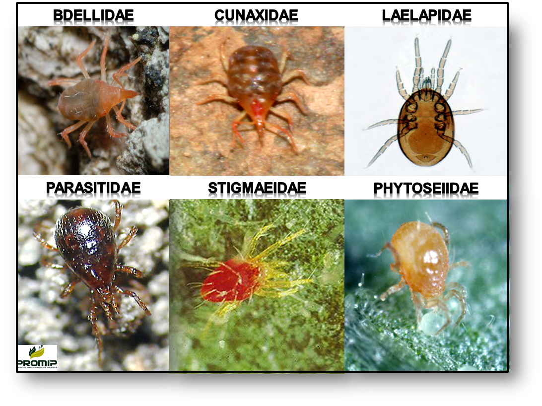 PROMIP: ÁCAROS PREDADORES