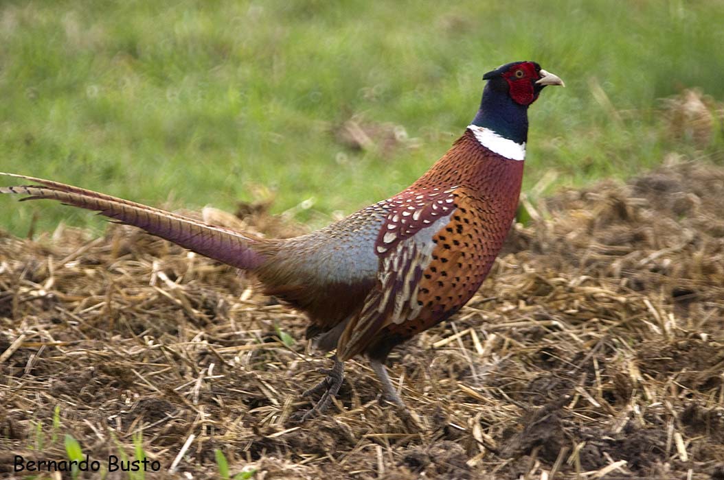 RÍA DE LA VILLA: marzo 2010