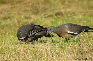 RÍA DE LA VILLA: Palomas torcaces