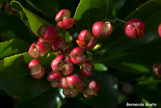 RÍA DE LA VILLA: Otro Bonetero