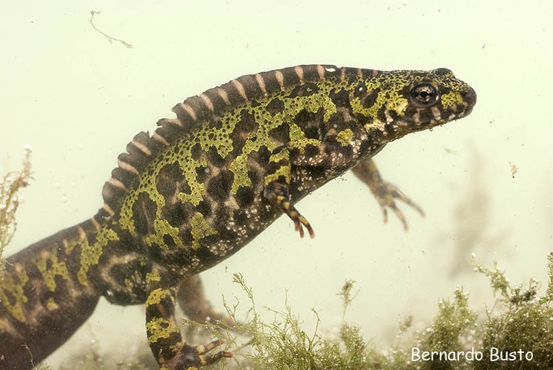 RÍA DE LA VILLA: Tritón jaspeado en el agua