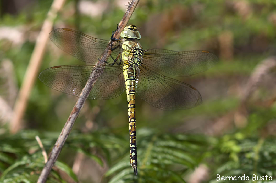 RÍA DE LA VILLA: Aeshna mixta