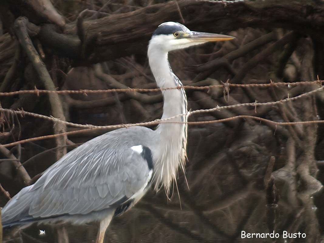 RÍA DE LA VILLA: De Garzas reales