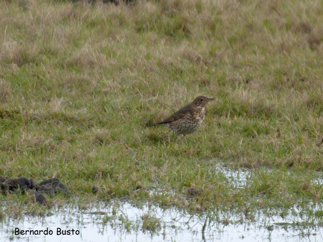 RÍA DE LA VILLA: Otra de Zorzales