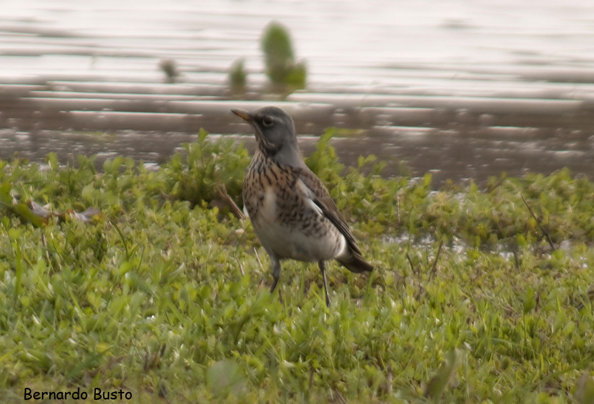 RÍA DE LA VILLA: Otra de Zorzales