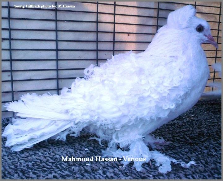 fancy pigeon gallery: FrillBack Pigeons: 35 days Frill back Pigeon